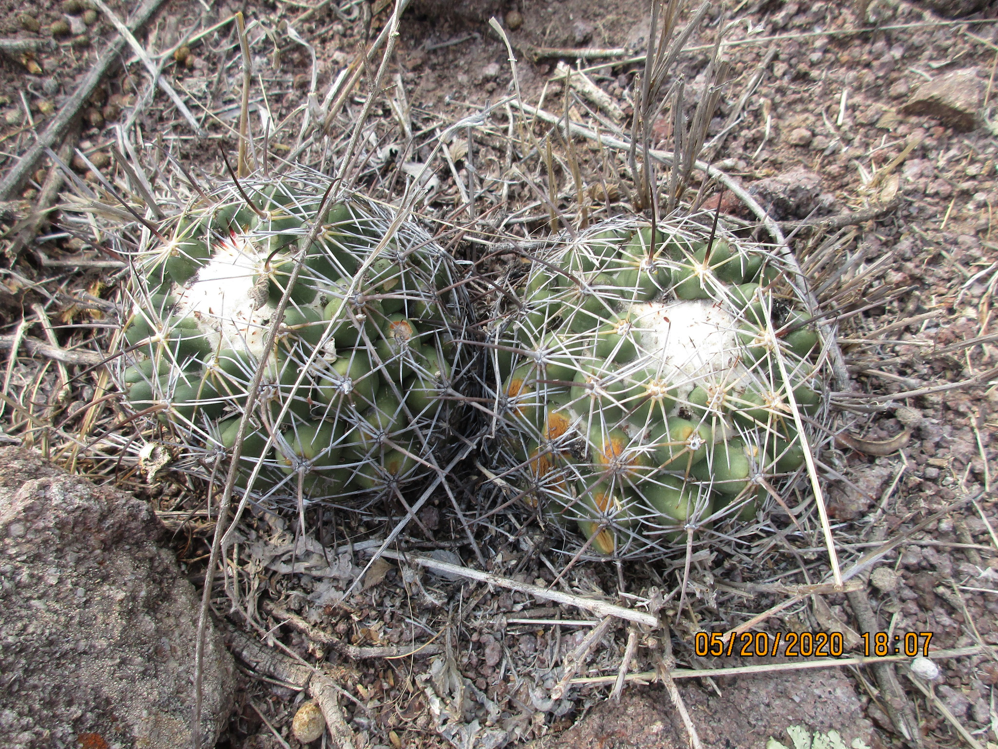 Coryphantha cornifera (DC.) Lem.
