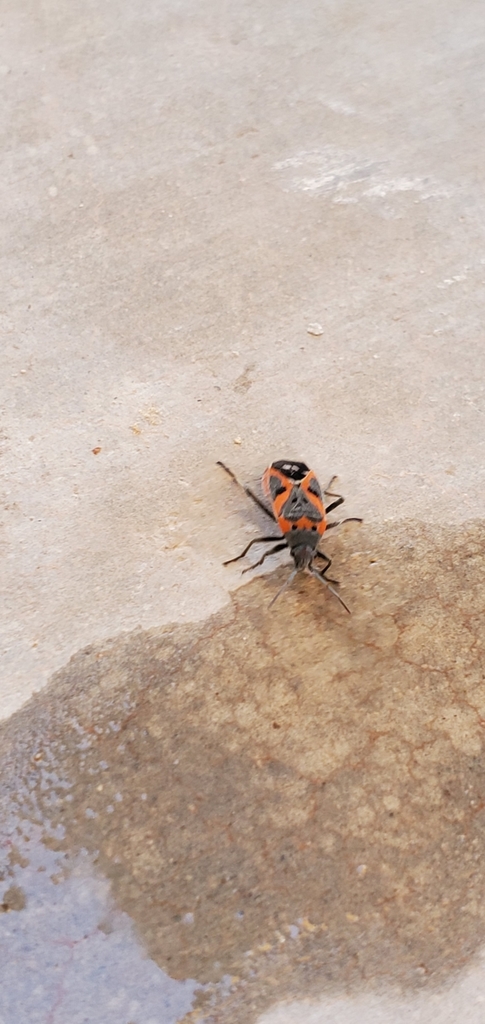 Western Small Milkweed Bug from Green Valley South, Henderson, NV, USA ...
