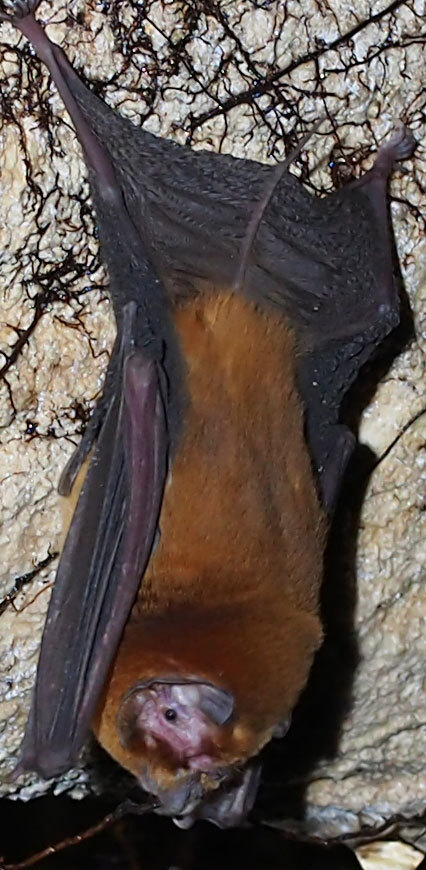 Antillean Ghost-faced Bat from Roche à Bateau, Province du Sud, Haïti ...