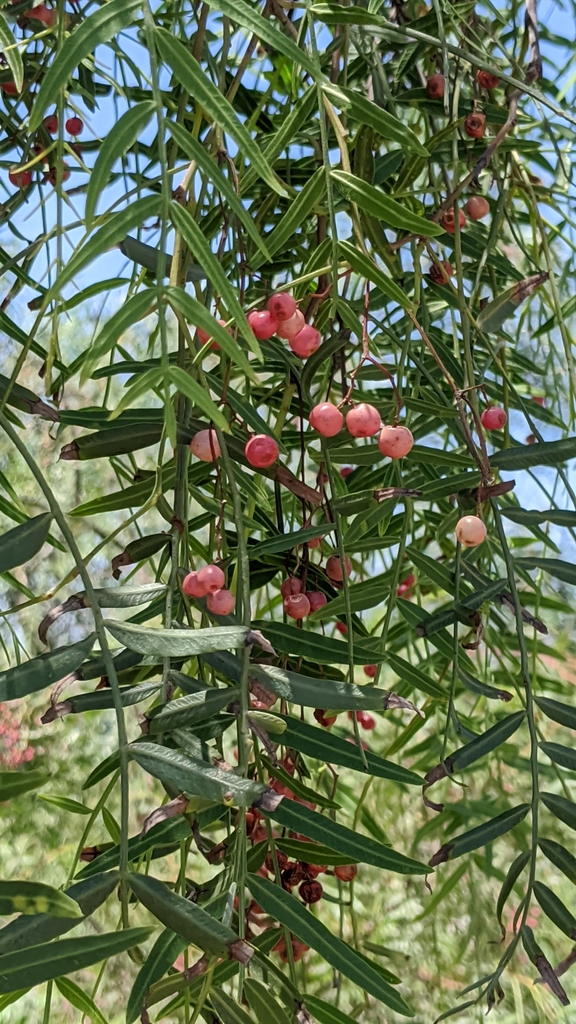 Peruvian Pepper Tree from Los Angeles, CA 90027, USA on May 24, 2020 at ...