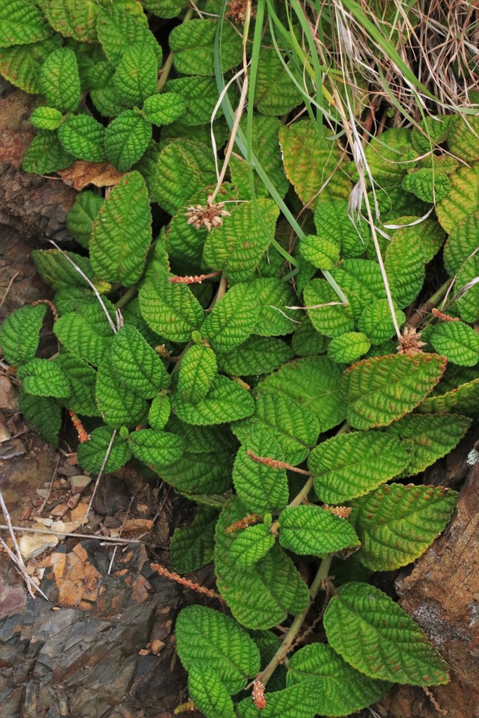 Acalypha nemorum from Arrawarra NSW 2456, Australia on May 24, 2020 at ...