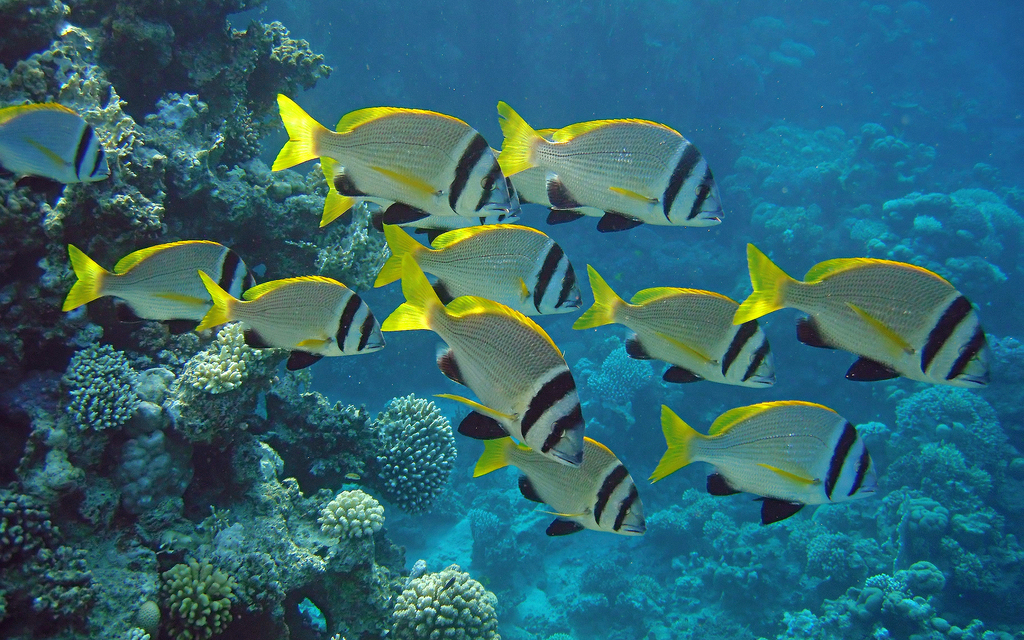 Doublebar Bream (Acanthopagrus bifasciatus) - Marine Life Identification