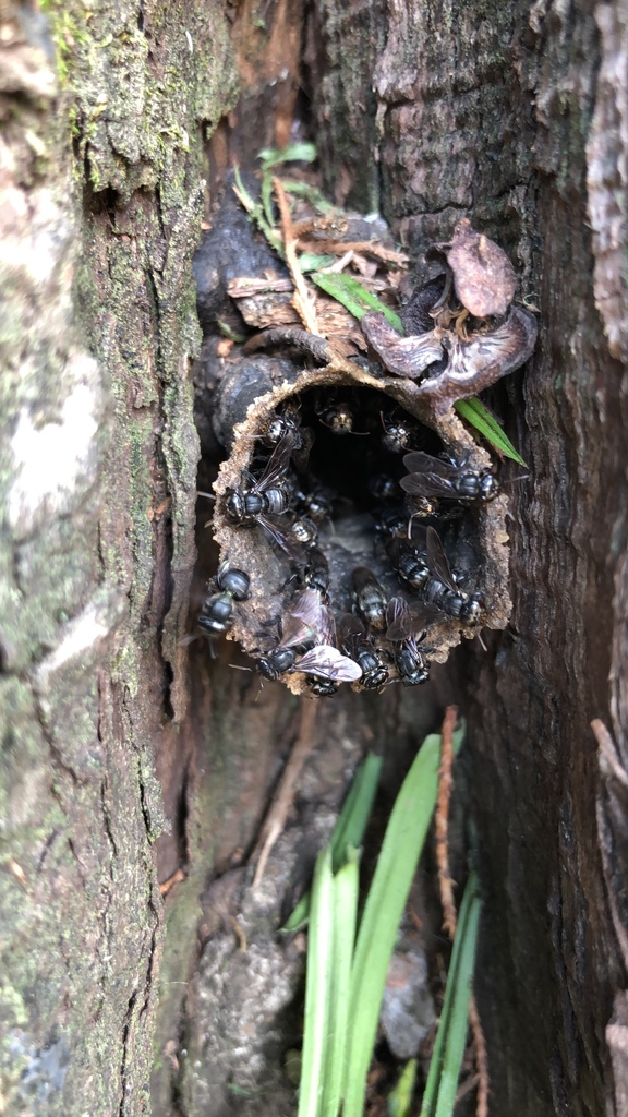 Central American Robust-Stingless bee (Belize Bees) · iNaturalist
