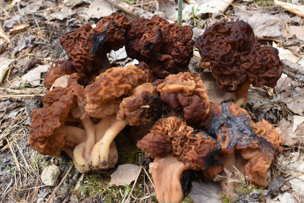 Gyromitra venenata (Gyromitra (False Morel) species of the USA ...