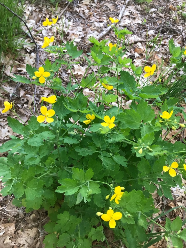 common greater celandine from Exchange St, Leominster, MA, US on May 25 ...