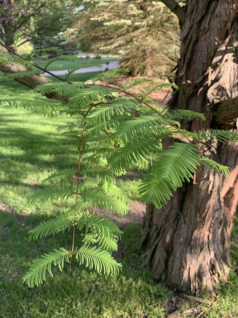 dawn redwoods from Westcroft Dr, Grosse Ile, MI, US on May 25, 2020 at ...