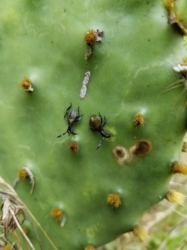 Cactus Coreid Bug from Bastrop County, TX, USA on April 22, 2017 at 02: ...