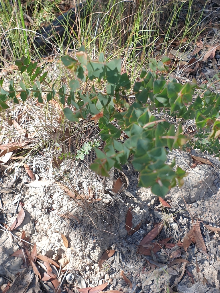 spiny bush-pea in May 2020 by freckles29 · iNaturalist