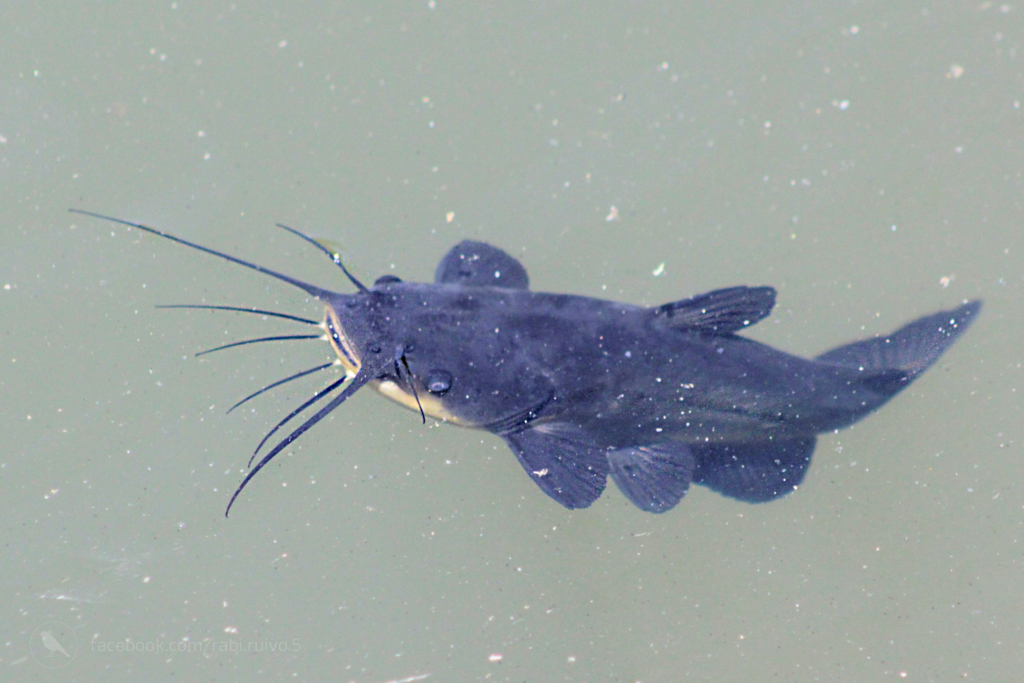 North American Freshwater Catfishes (Ictaluridae) - Marine Life ...