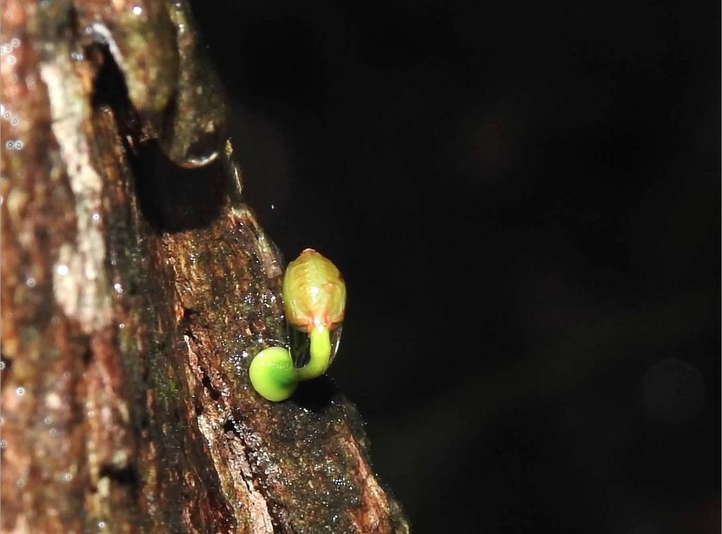 Dendrotrophe varians from 梅花/茅坪 古道 on May 25, 2020 by Alan Kwok (King ...