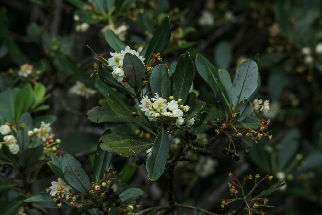 (Drimys brasiliensis) - Botanical Realm