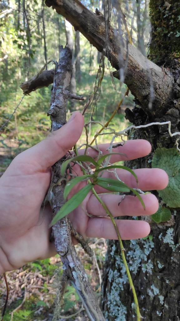 Common tangle orchid from Freeburn Island NSW 2464, Australia on May 25 ...