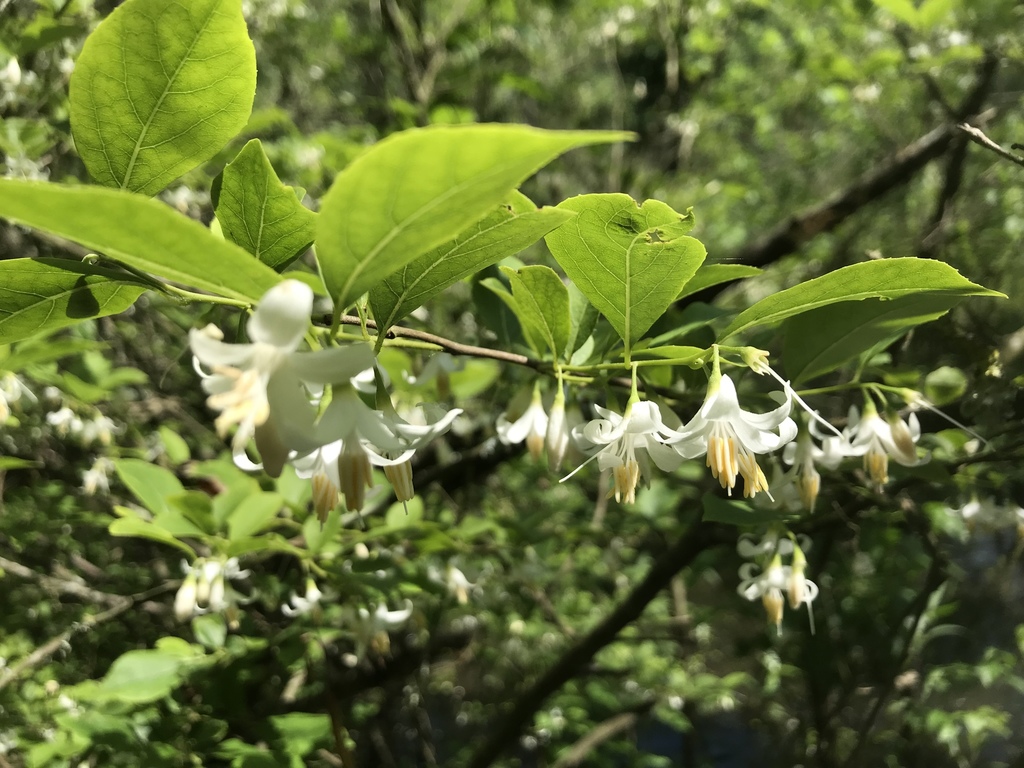 American snowbell (Trees and Shrubs of Virginia) · iNaturalist