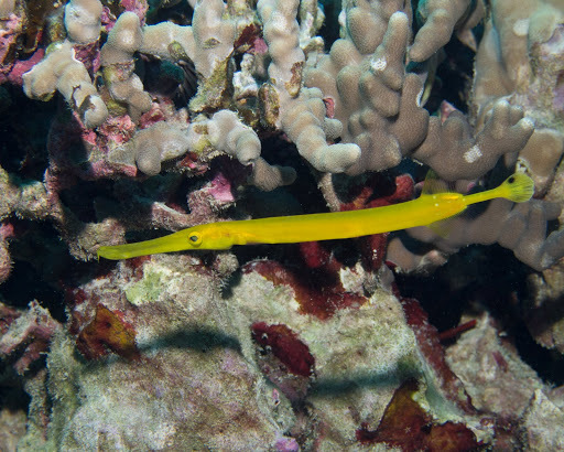 Pacific Trumpetfish (Aulostomus chinensis) - Marine Life Identification