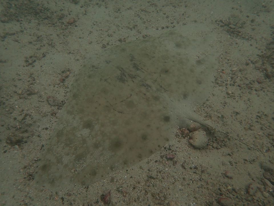 Longtail Butterfly Ray (Batoids of the World) · iNaturalist