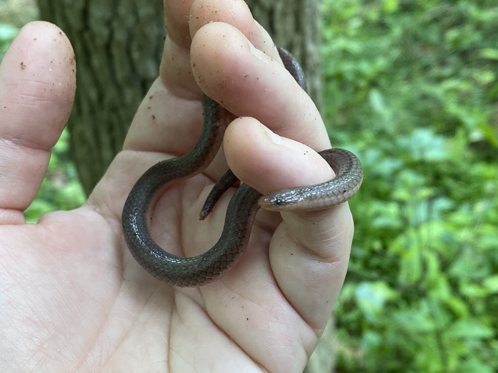 Eastern Worm Snake from Cedar Brae Ln, Townsend, DE, US on May 25, 2020 ...