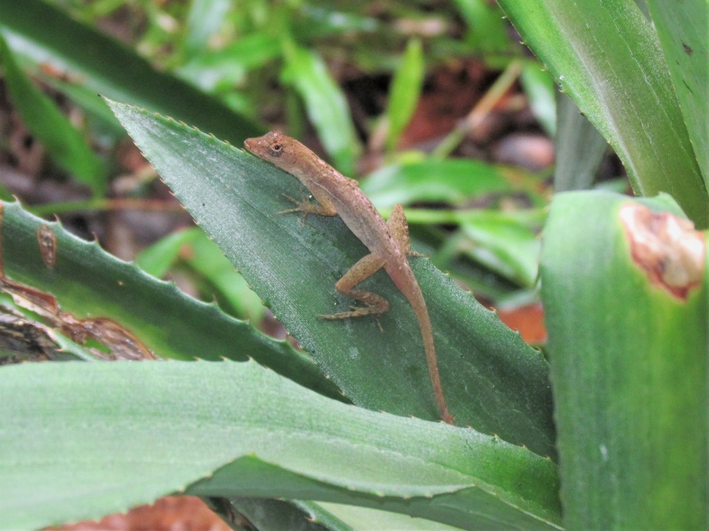 Border Anole from Cochea, Dolega, Panamá on May 25, 2020 at 04:33 PM by ...