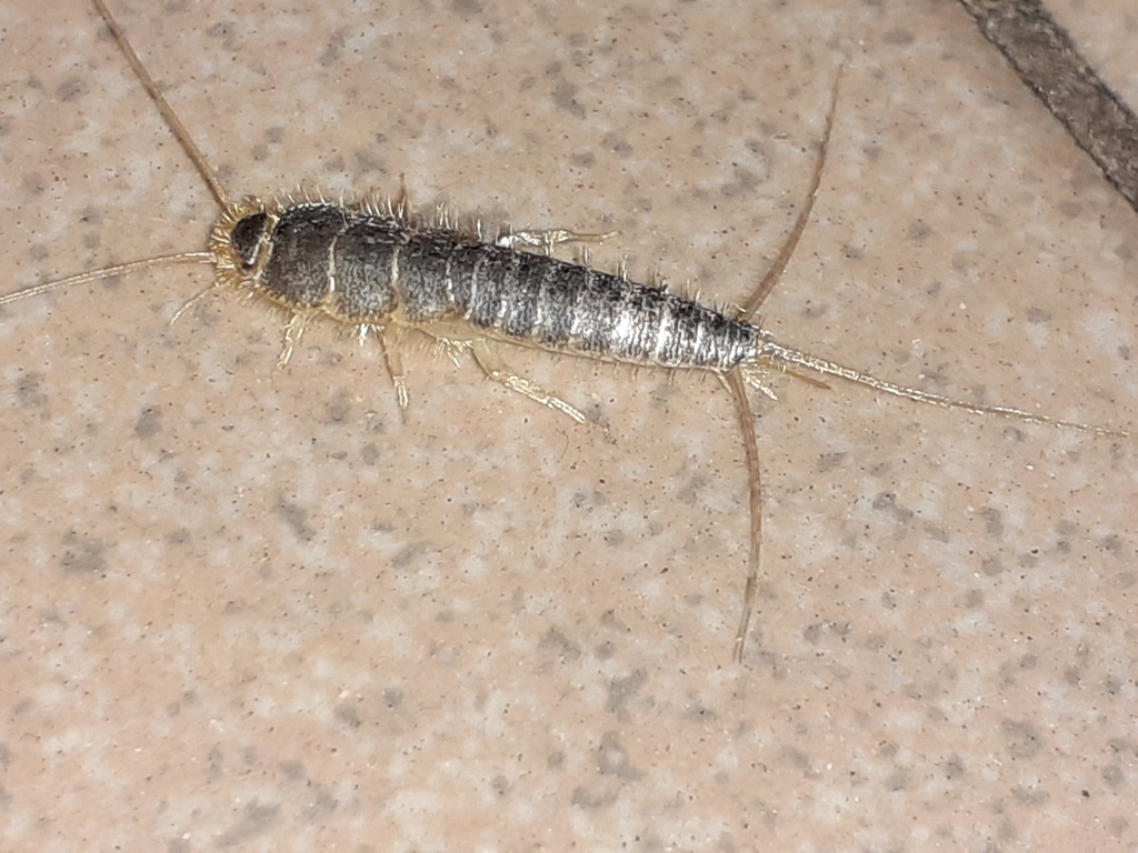 Long-tailed Silverfish in May 2020 by isabel-g · iNaturalist
