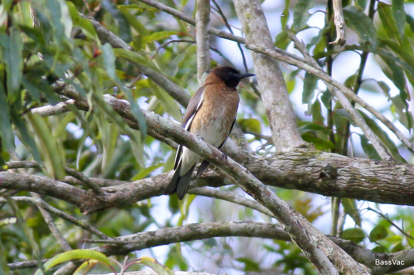 Hartlaubius auratus (Statius Muller, 1776)