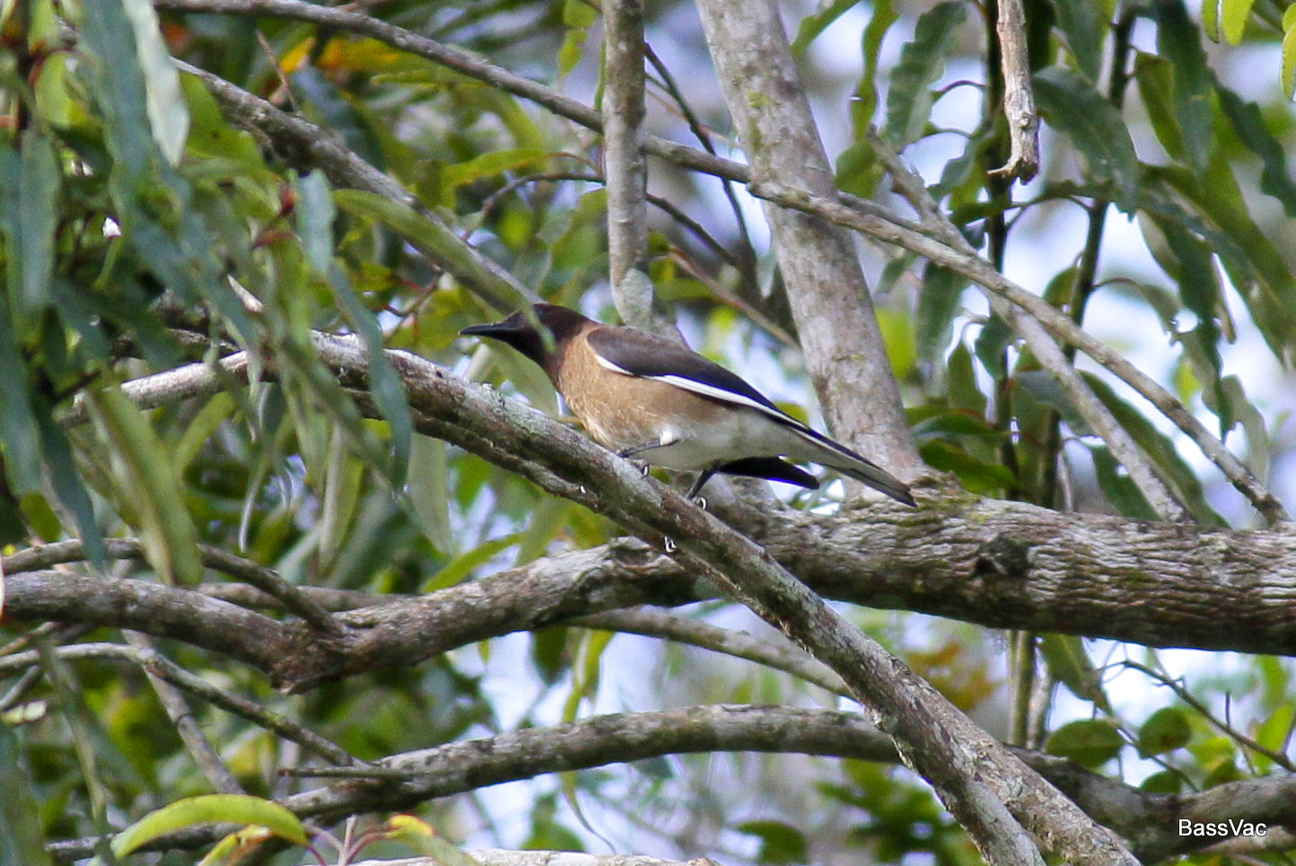 Hartlaubius auratus (Statius Muller, 1776)