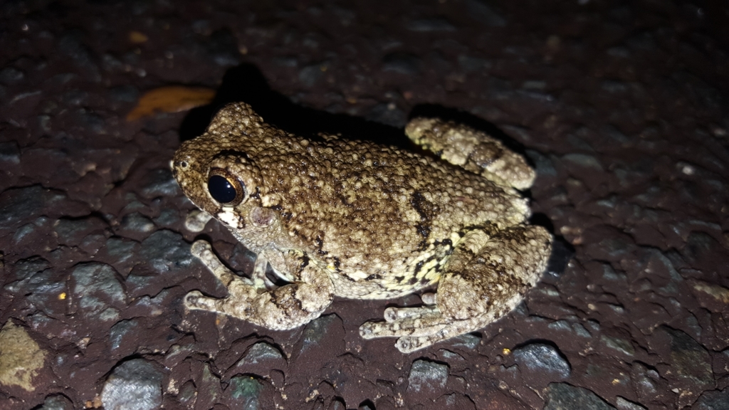 Gray Treefrog from Rich Mountain Township, AR 71953 on April 28, 2017 at 09:32 PM by Jeremy ...