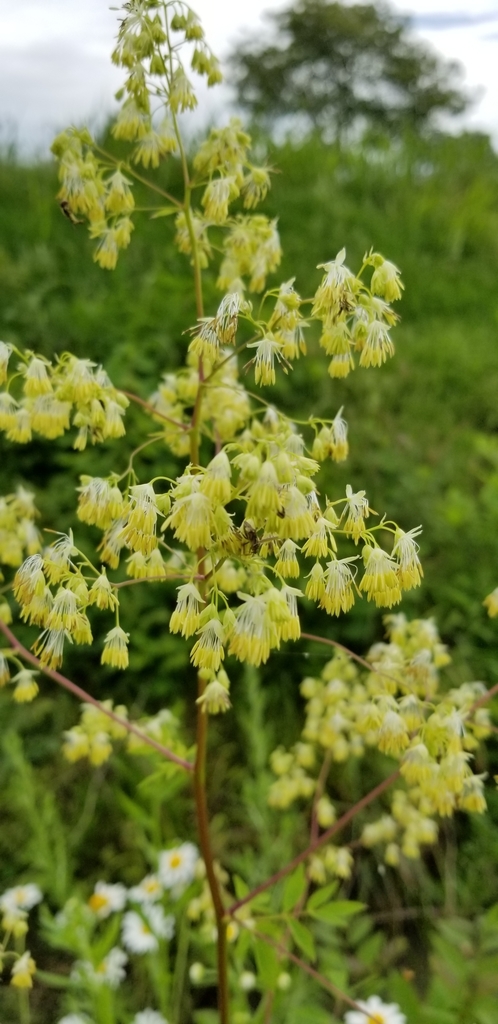 Waxy Meadow-rue from Elkins, AR, USA on May 25, 2020 at 11:00 AM by ...