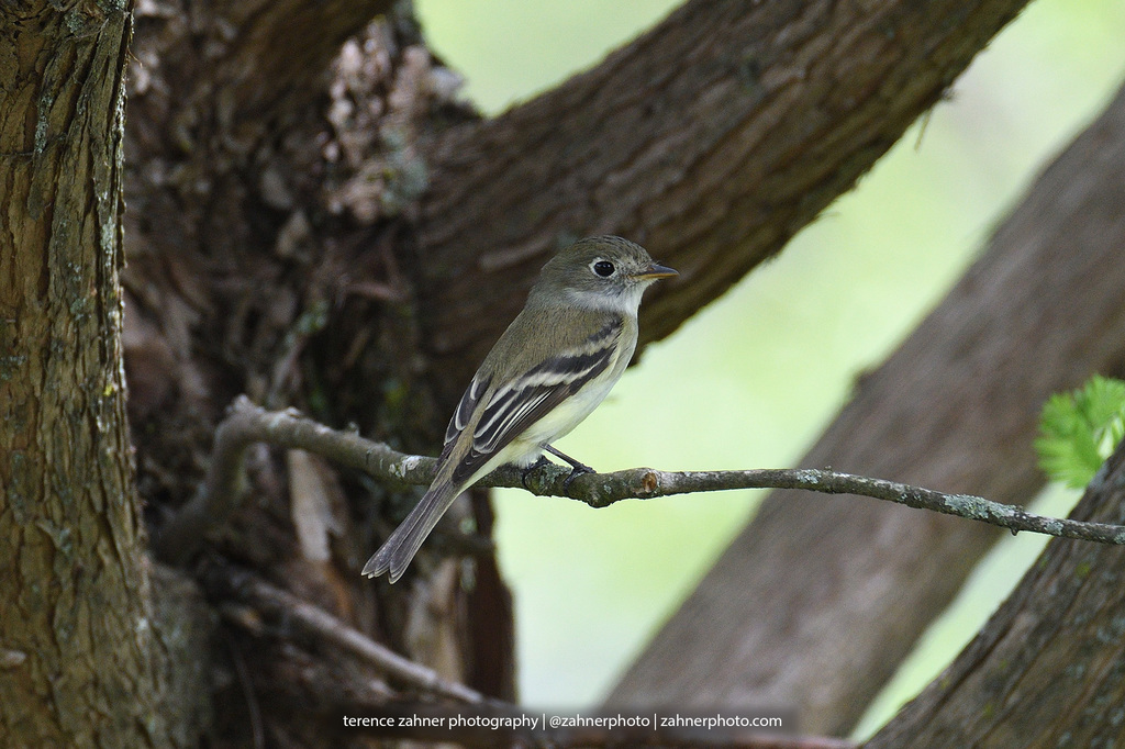 Least Flycatcher from 4199 Webster Ave, The Bronx, NY 10470, USA on May ...