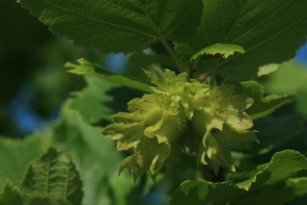 asian hazel (Corylus heterophylla) - Botanical Realm