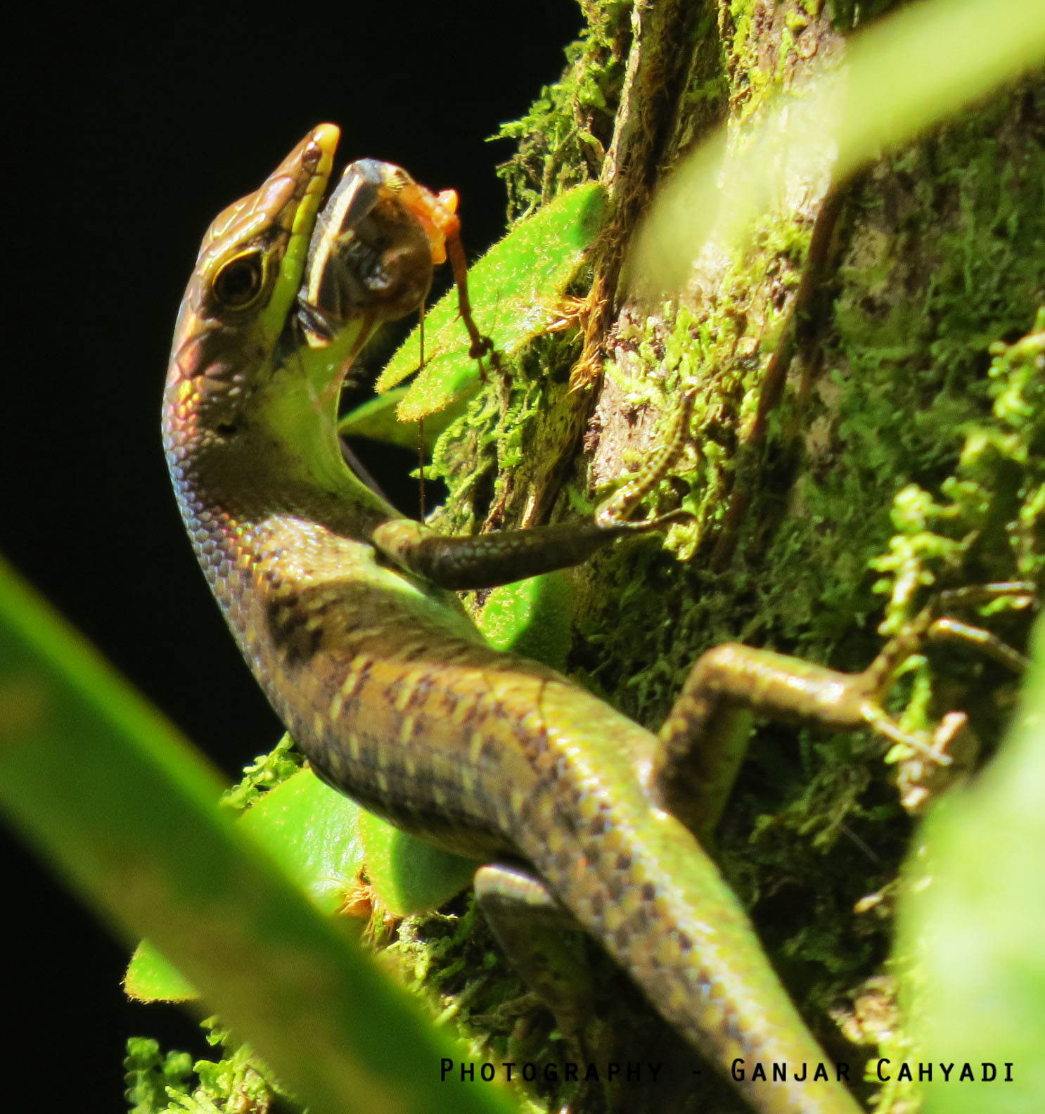 Emoia longicauda (Macleay, 1877)