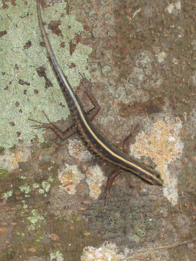 Yellow-lined Forest Skink from Pananjung, Pangandaran Regency, West ...
