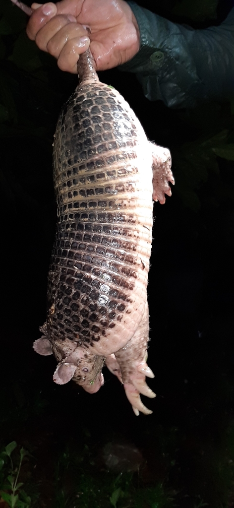 Northern Naked-tailed Armadillo (Cabassous centralis) - Know Your Mammals