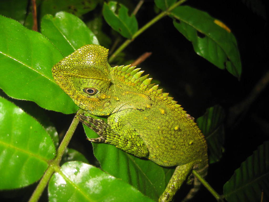 Chameleon Forest Dragon (Gonocephalus chamaeleontinus) - Snakes and Lizards