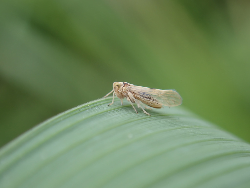 White-backed Planthopper from Tung Chung, Hong Kong on May 24, 2020 at ...