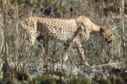 Northwest African Cheetah (Acinonyx jubatus hecki) - Know Your Mammals