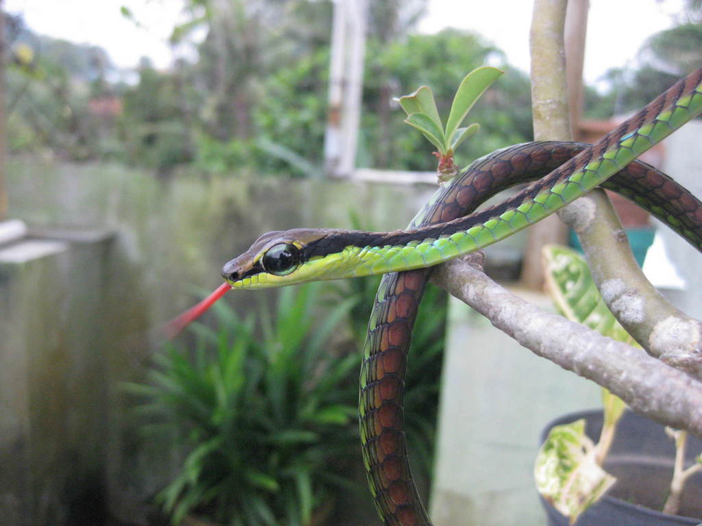 Elegant Bronzeback (Dendrelaphis formosus) - Snakes and Lizards