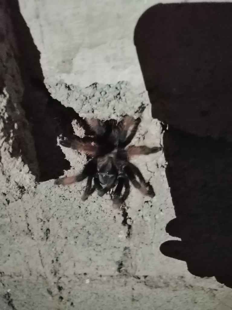 Mexican Redleg Tarantula in May 2020 by Heriberto Ávila-González ...