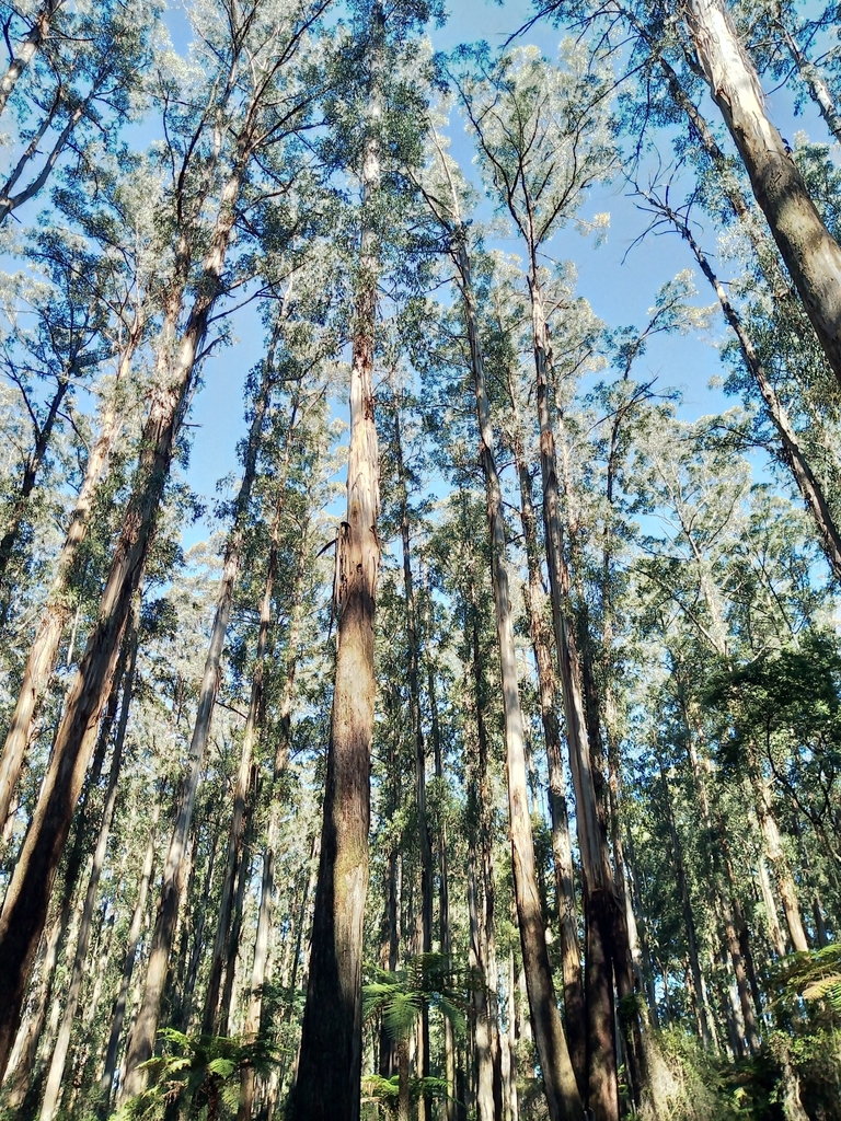 Australian Mountain Ash (Eucalyptus regnans) - Botanical Realm