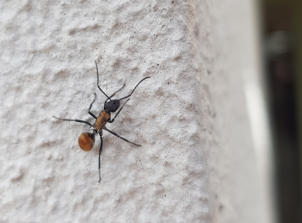 Golden-tailed Spiny Ant from Jervis Bay JBT 2540, Australia on May 26 ...