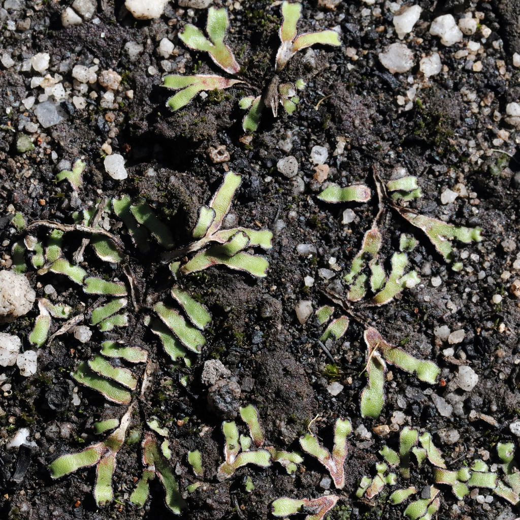 (Asterella drummondii) - Botanical Realm