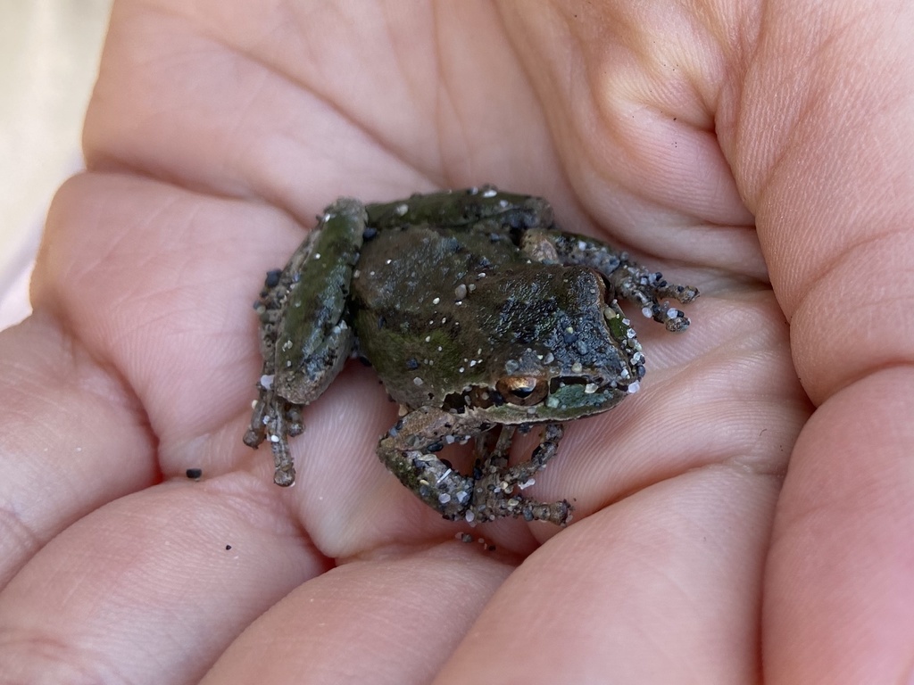 Northern Pacific Tree Frog from Humboldt Hill Rd, Eureka, CA, US on May ...