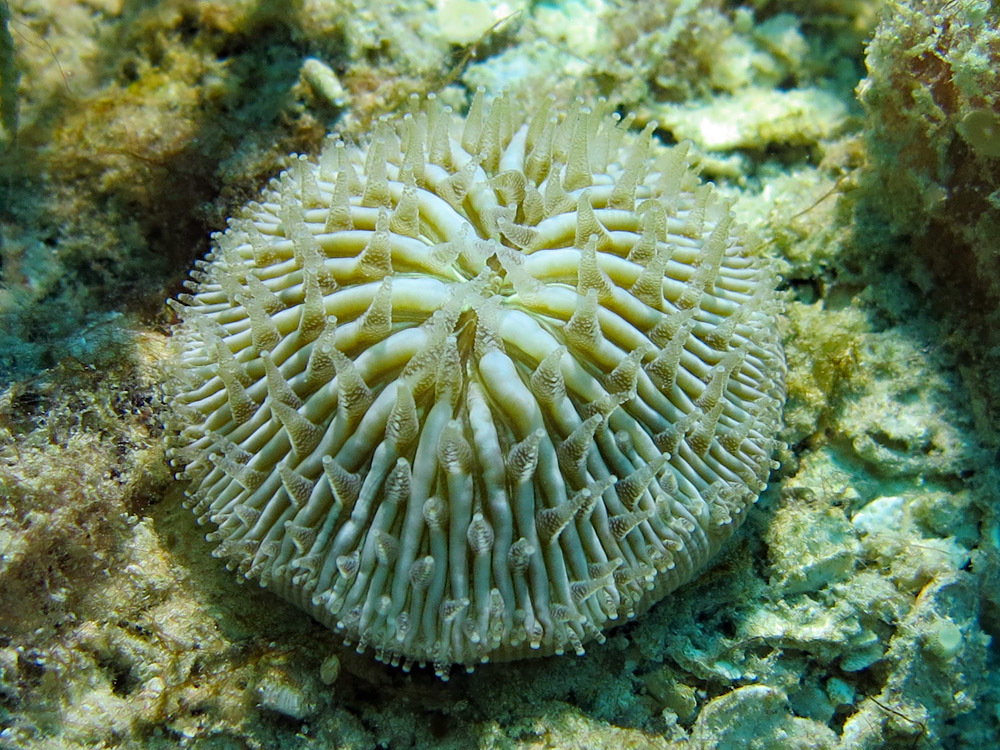 Cycloseris cyclolites (Lamarck, 1815)