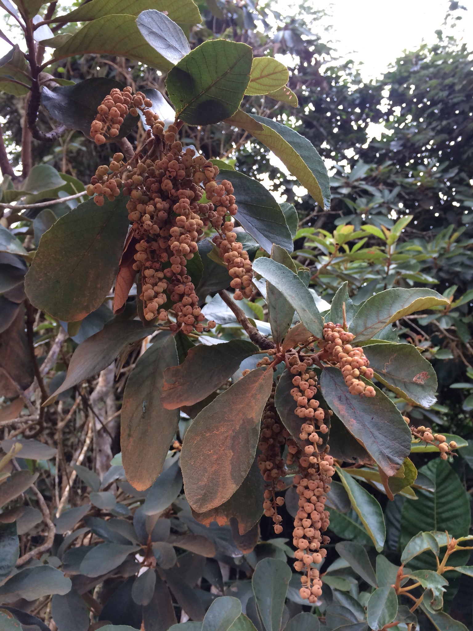 Clethra scabra Pers.