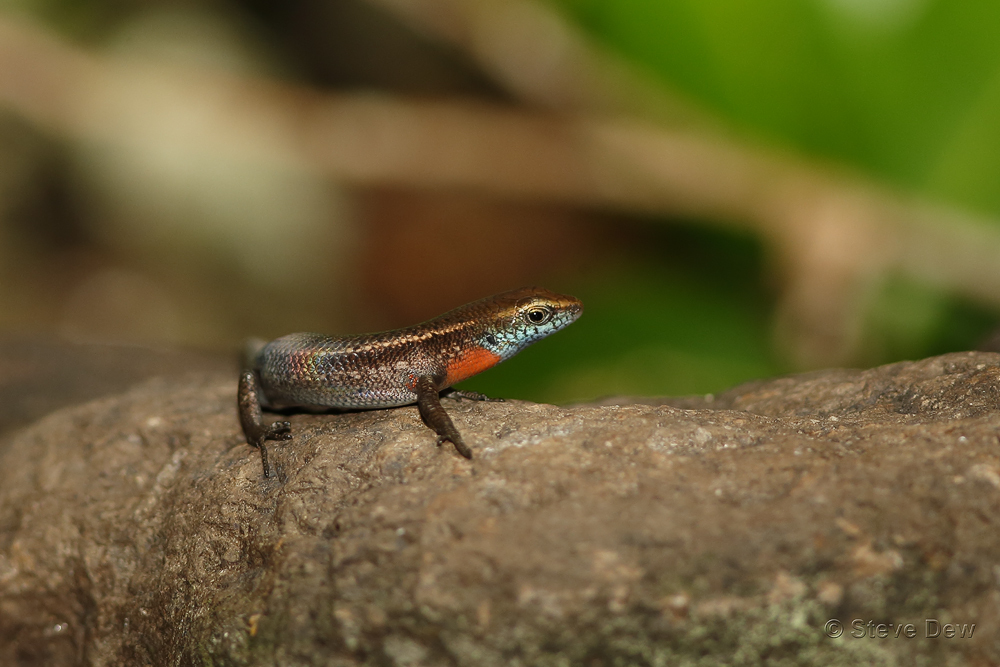 Blue-throated Rainbow-skink from Cape Hillsborough, Mackay - Pt B ...