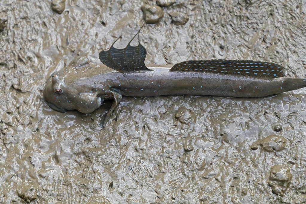 Great Blue-spotted Mudskipper from Hong Kong Wetland Park, Hong Kong on ...