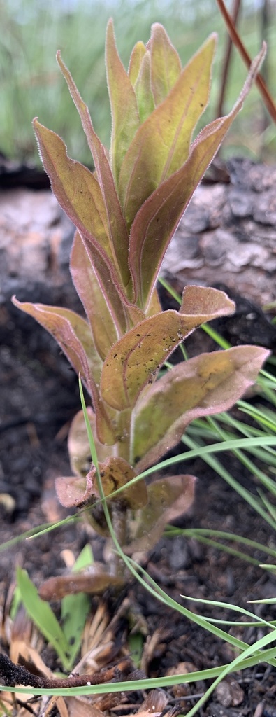 American chaffseed in May 2020 by mark-groeneveld · iNaturalist