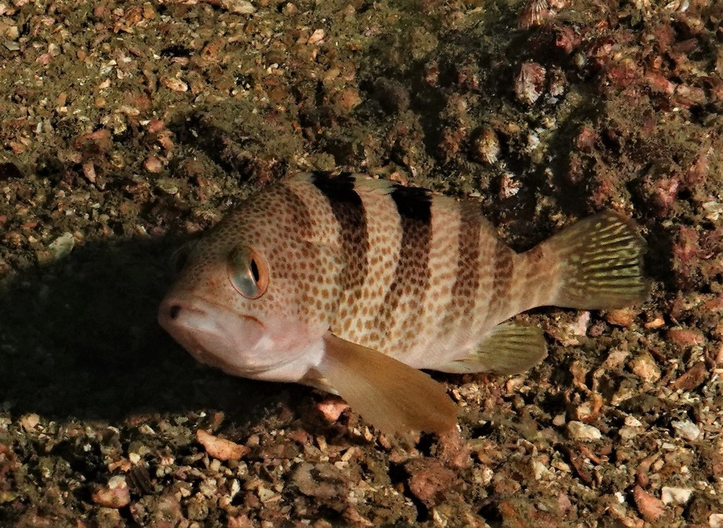 Rock Grouper (Epinephelus fasciatomaculosus) - Marine Life Identification