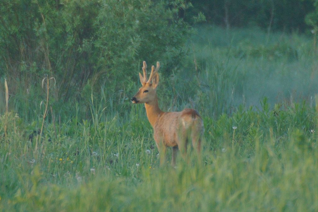 Eastern Roe Deer from Колыванский р-н, Новосибирская обл., Россия on ...