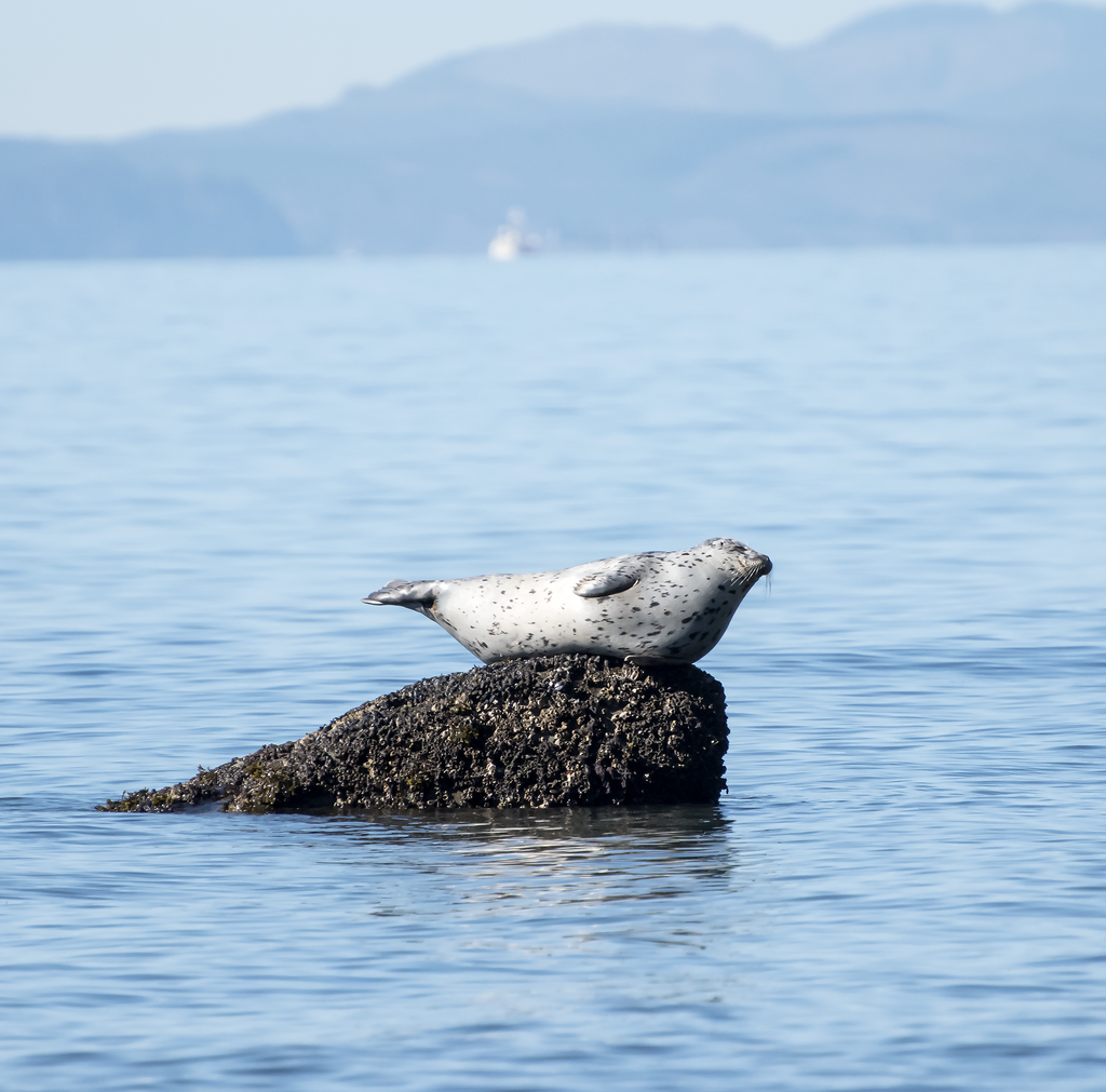Pacific Harbor Seal from Capital, BC, Canada on March 30, 2016 at 10:00 ...