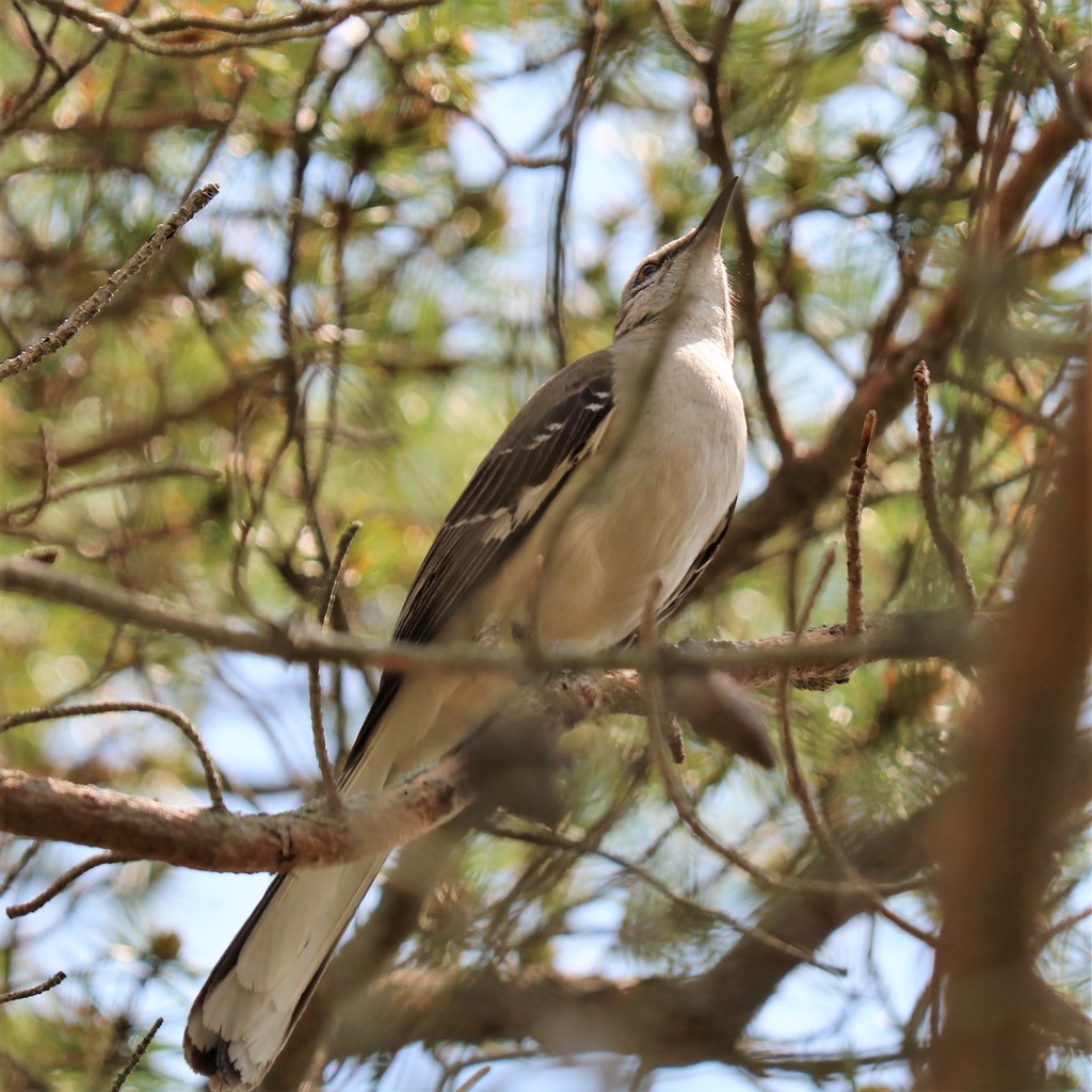 Northern Mockingbird from Iosco County, MI, USA on May 28, 2018 at 01: ...