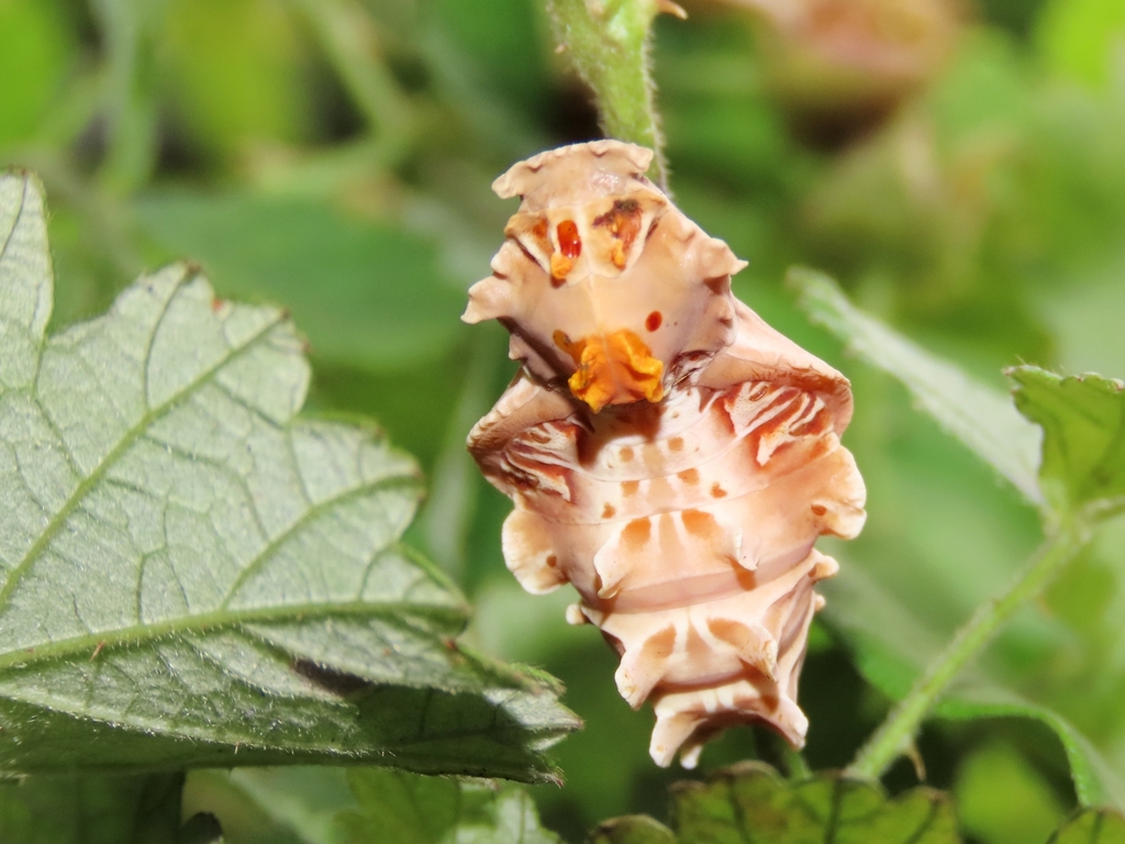 Chinese Windmill from The Peak, Hong Kong on May 17, 2020 at 12:32 PM ...
